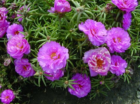Moss Rose Portulaca Grandiflora Wisconsin Horticulture