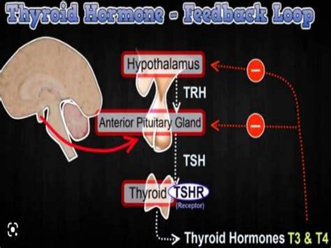 Approach To Thyroid Disorders Hypothyroid Hyperthyroid Pptx