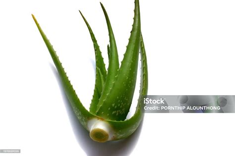 알로에 베라 식물 흰색 배경에 고립 알로에는 선인장과 같은 식물로 덥고 건조한 기후에서 자랍니다 역사적으로 알로에 피부 조건에 사용 되었습니다 및 대머리 개선 하기 위해