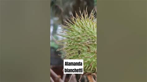 Alamanda Blanchetti Shorts Shor Youtube