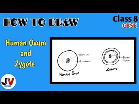 Human Ovum Diagram Class 8 Human Ovum Diagram YouTube