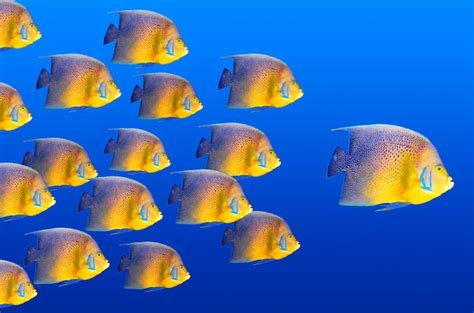 14000 Fish Sprite Sheet Pictures