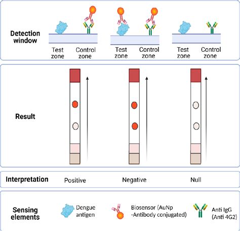 Figure 2 From Development Of A Rapid Gold Nanoparticle Based Lateral Flow Immunoassay For The