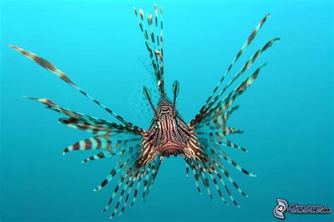 Fisch
