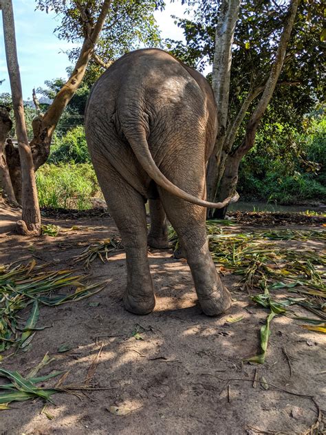 Elephant Butt That Is All By Taoistviking On Deviantart