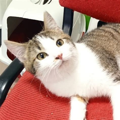 Cerera Maži Jausmai