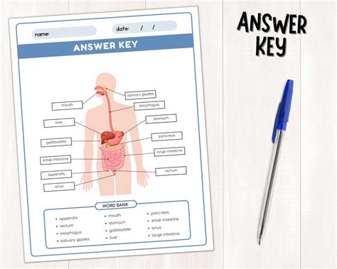 Digestive System Worksheets Parts Of The Digestive System Digestive System Labeling Worksheet