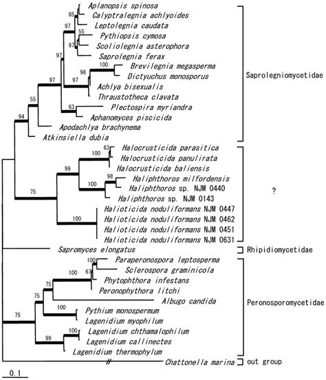 maximum likelihood tree based on the d1 d2 region of lsu rdna numbers