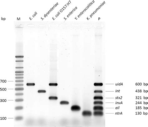 Development And Validation Of An Efficient Multiplex Pcr Assay For Simultaneous Detection Of Six