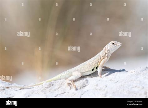 Bleached Earless Lizard Holbrookia Maculata Ruthveni White Sands
