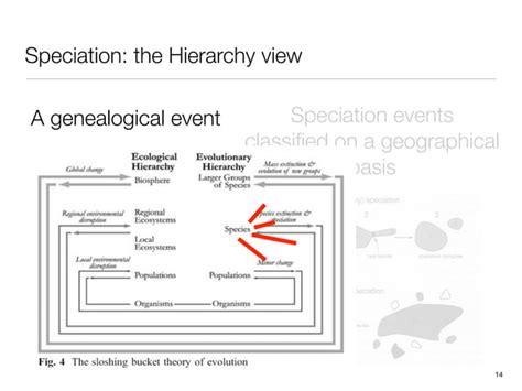 The Hierarchy Theory View Of Speciation Key Biological Sciences