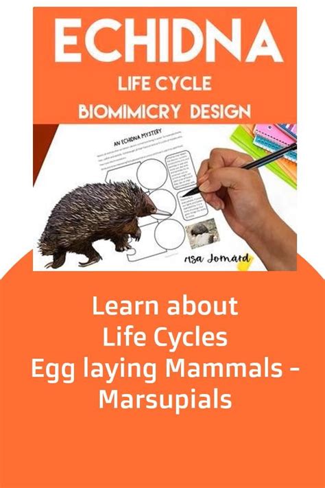 Engaging Echidna Life Cycle Activities Unique Biomimicry Design
