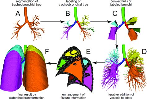 Work Flow Chart For Fully Automatic Lung Lobe Segmentation A The Download Scientific Diagram