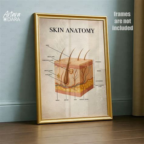 Facial Anatomy Posters Skin Veins Muscles Fat Pads Art Unframed
