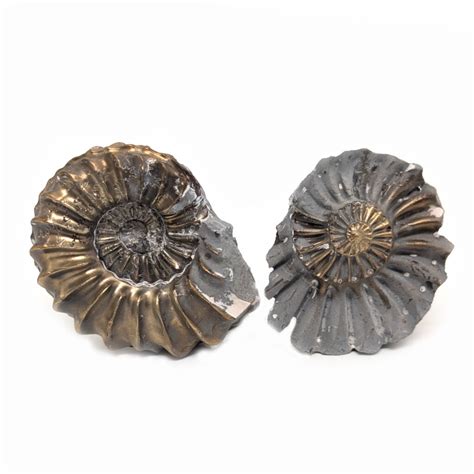Pyritized Ammonite Fossil Pair The Fossil Cartel