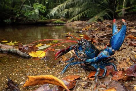 Red Claw Crayfish Art Prints Posters And Photo Prints