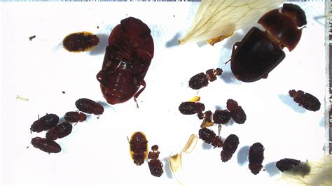 Insect Classification Object Detection Dataset And Pre Trained Model By Cfs