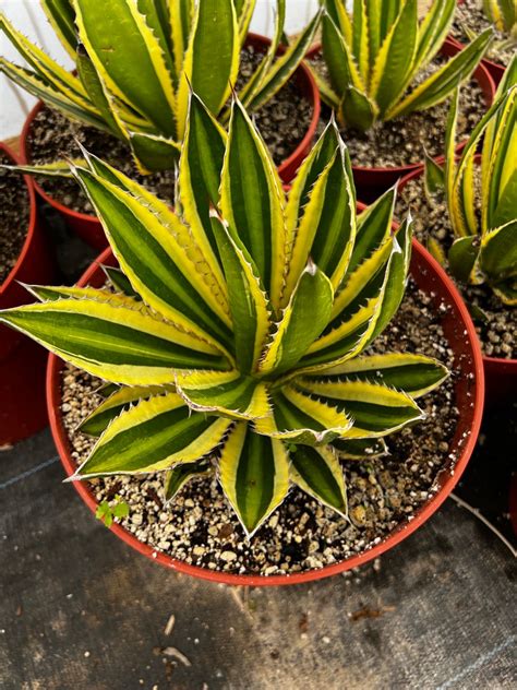 Agave Lophantha Quadricolor Century Plant Variegated Succulent
