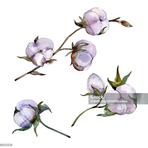 목화 꽃 식물 꽃입니다 야생 봄 잎 플라워 격리입니다 수채화 배경 그림 설정 합니다 수채화 그리기 패션 해당 격리입니다 그리기에 대한 스톡 벡터 아트 및 기타 이미지