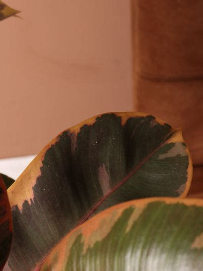 3 5 Ft Ruby Rubber Tree Std Dahing Plants