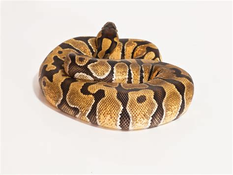 Morph List World Of Ball Pythons