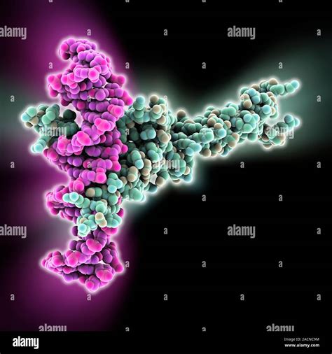 Transcription Factor Complexed With Dna Computer Model Showing A Max