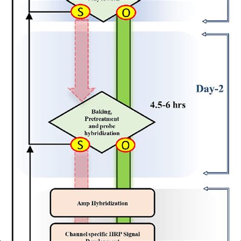 Schematic Decision Making Flow Chart To Efficiently Carry Out The Download Scientific Diagram
