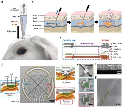 injectable 2d material‐based sensor array for minimally invasive neural