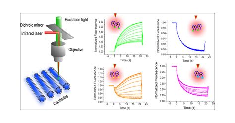 Profiling Additional Effects Of Aptamer Fluorophore Modification On