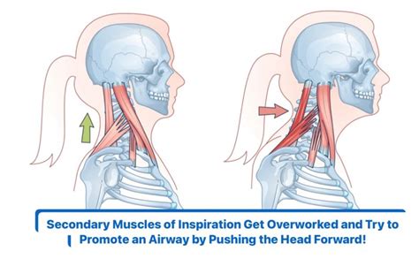 shayne smith on linkedin 🔵 3 signs your diaphragm isn t functioning