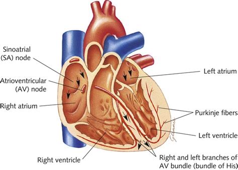 Cardiovascular System Nurse Key