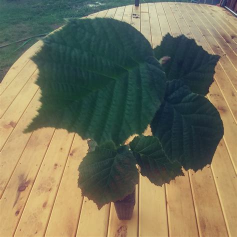 Hazelnut Gene Seedling Potted Nutcase Nursery