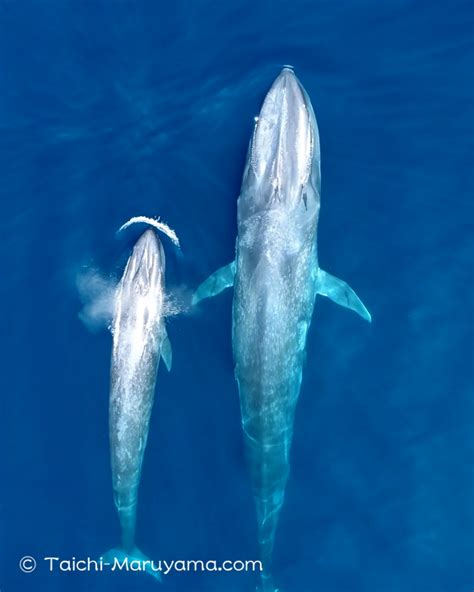 シロナガスクジラの親子＆シロナガスクジラの歌／鳴き声🐋 丸山太一