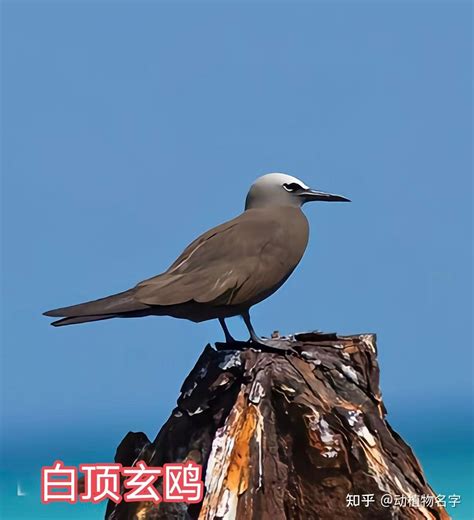 98图带您了解各种各样的鸥鸟 知乎
