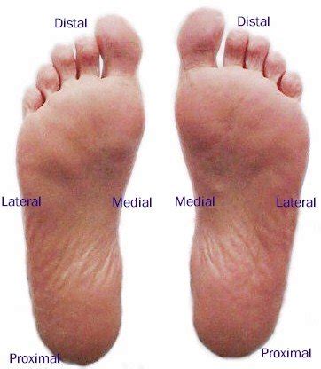 Anatomy Plantar Surface Accessory Navicular Bone Physiopedia