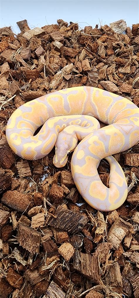Banana Het Pied Ball Python By Bcd Exotics Morphmarket