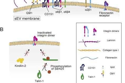 Extracellular Vesicles Adhere To Cells Primarily By Interactions Of Integrins And Gm1 With