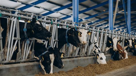 The Original Ai Livestock Artificial Insemination Revolutionizes Industry Tech Insights