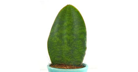 Popular Types Of Snake Plants Sansevieria Varieties W Pictures