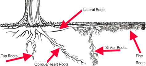 Trees With Shallow Roots Learn The Impact And Importance