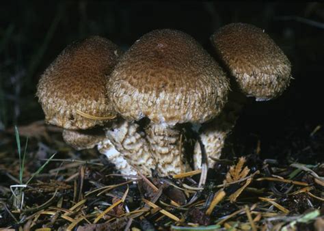 Pholiota Terrestris Burke Herbarium Image Collection