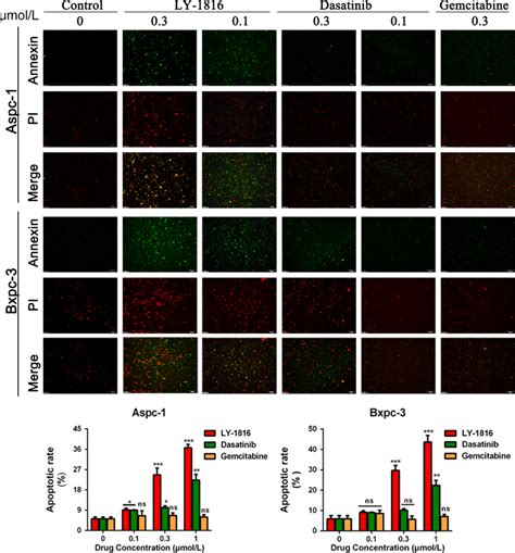LY Induced Apoptosis In Aspc And Bxpc Cells Aspc And Bxpc Download Scientific