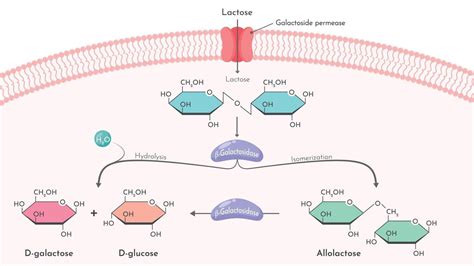Beta Galactosidase Lactase Enzyme Breakdown Of Lactose 59533760 Vector