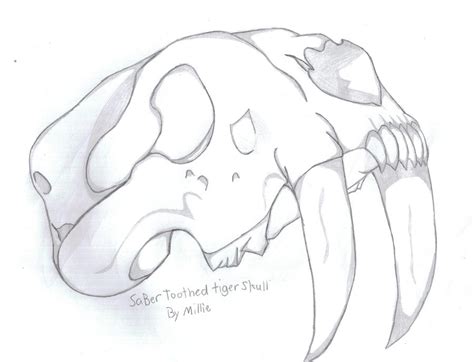 Sabertooth Tiger Skull By Goldylycan On Deviantart