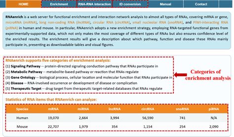 Rnaenrich A Web Server For Non Coding Rna Enrichment