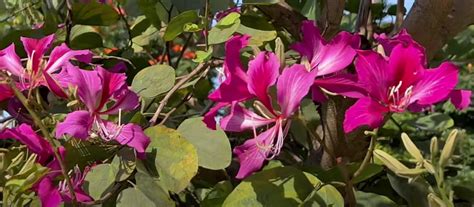 Linear Diophantine Equation Last Time We Solve The Diophantine… By Ttc Tin Choi Tai Mar