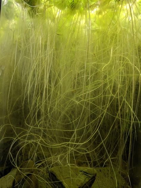 Fs Frogbit Roots Are Over A Foot Long Aquaswap