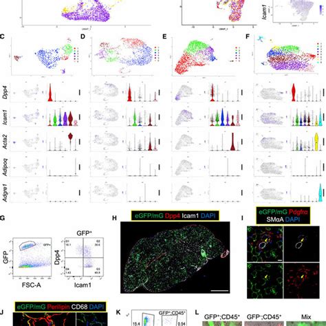 Scrna Seq Analysis Identifies The Cell Type Composition Of Tcf21 Lcs A Download Scientific