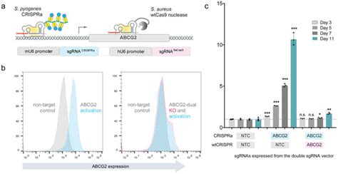 The Orthogonal Crispr System A Schematic Of The Orthogonal System On Download Scientific