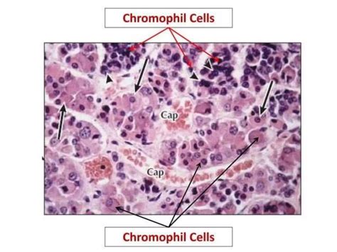 Histology Pitutary Glandpptx